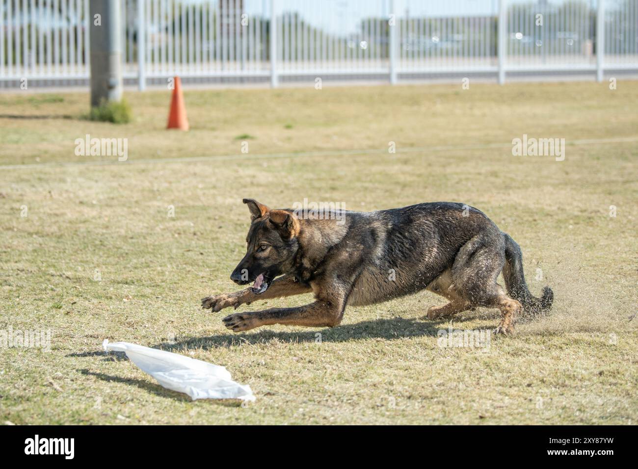 German shepherd working line hi-res stock photography and images - Alamy