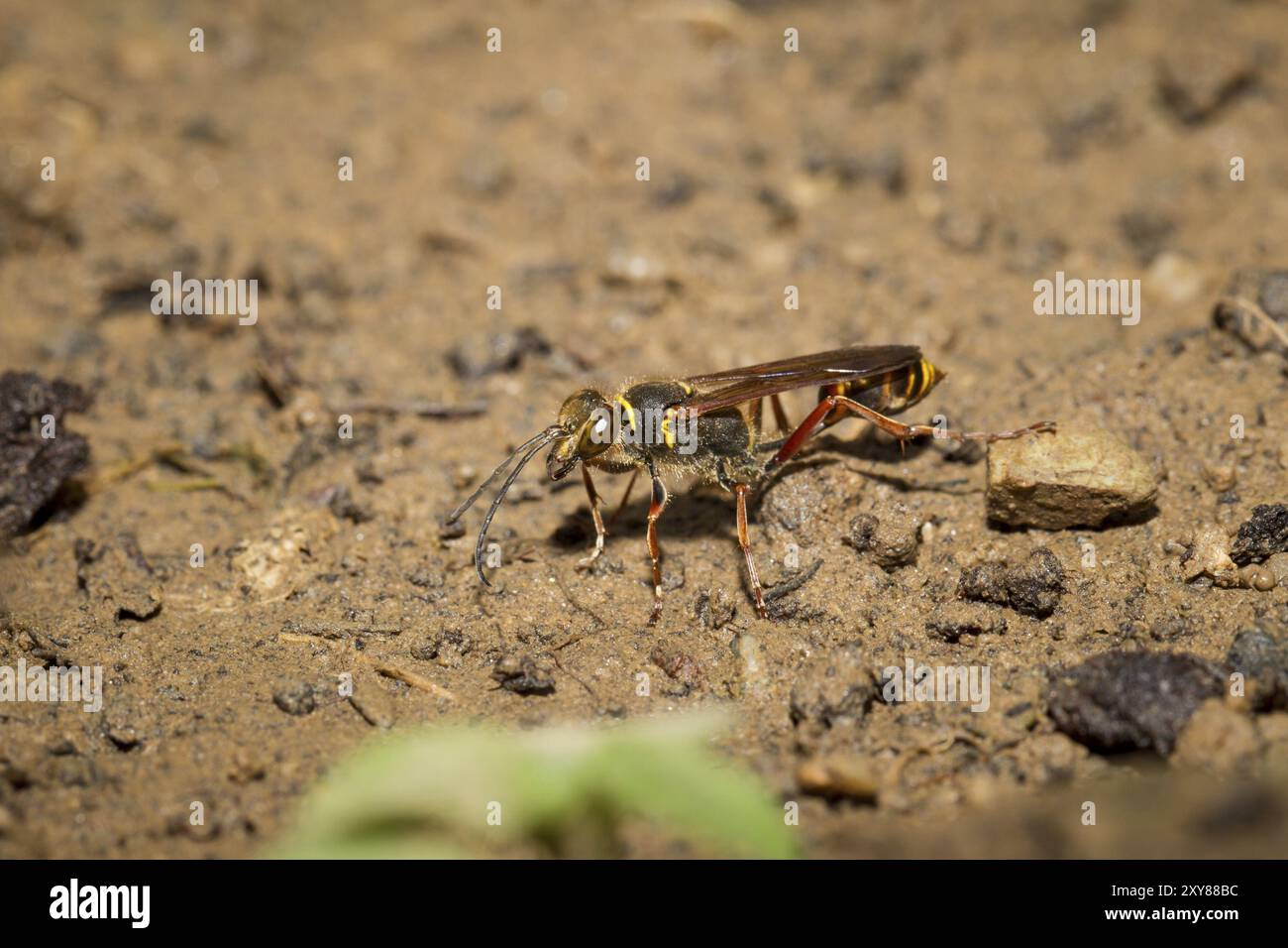 Oriental mortar wasp, Sceliphron curvatum, oriental mortar Stock Photo ...