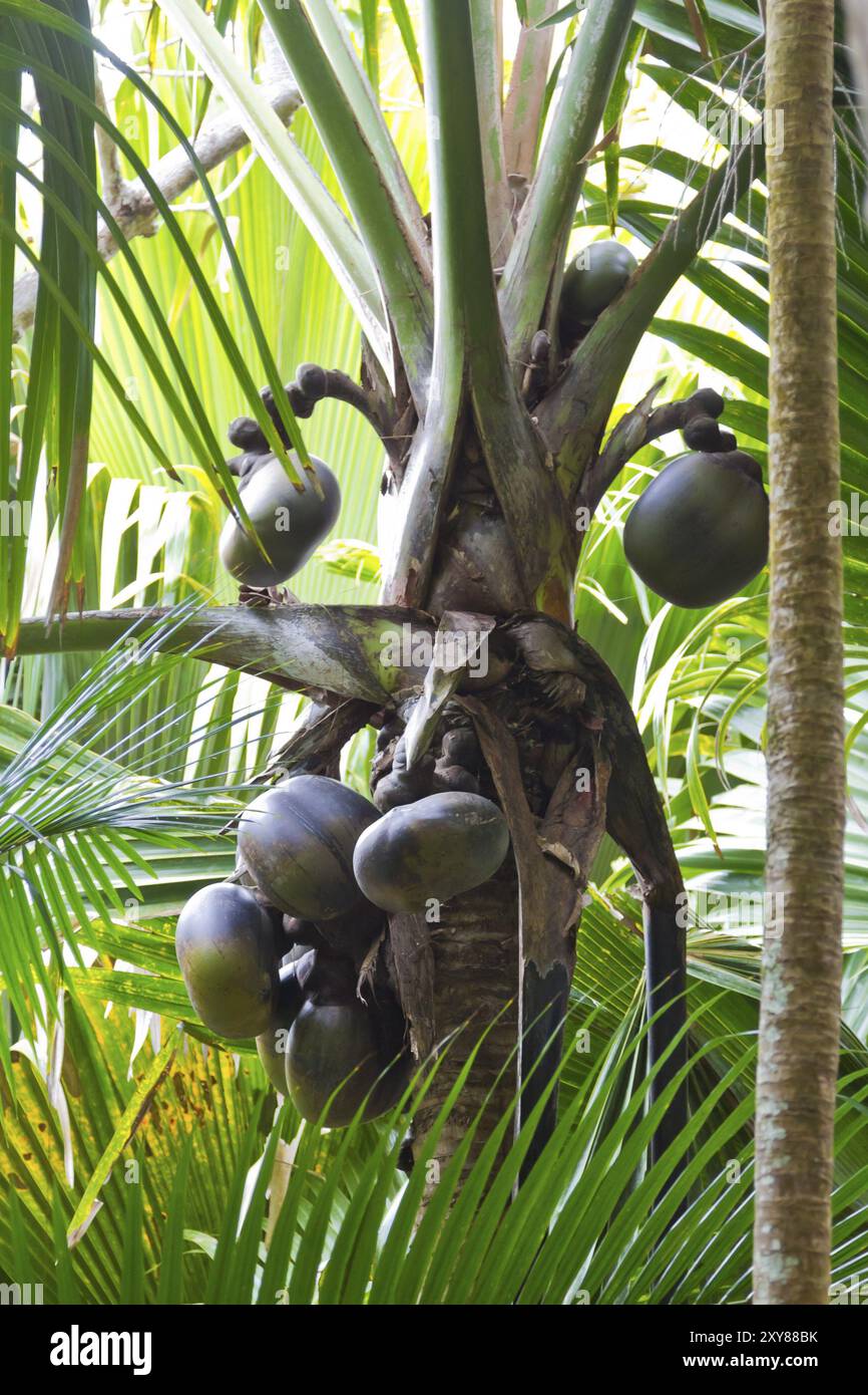 Palm jungle, palms jungle Stock Photo - Alamy