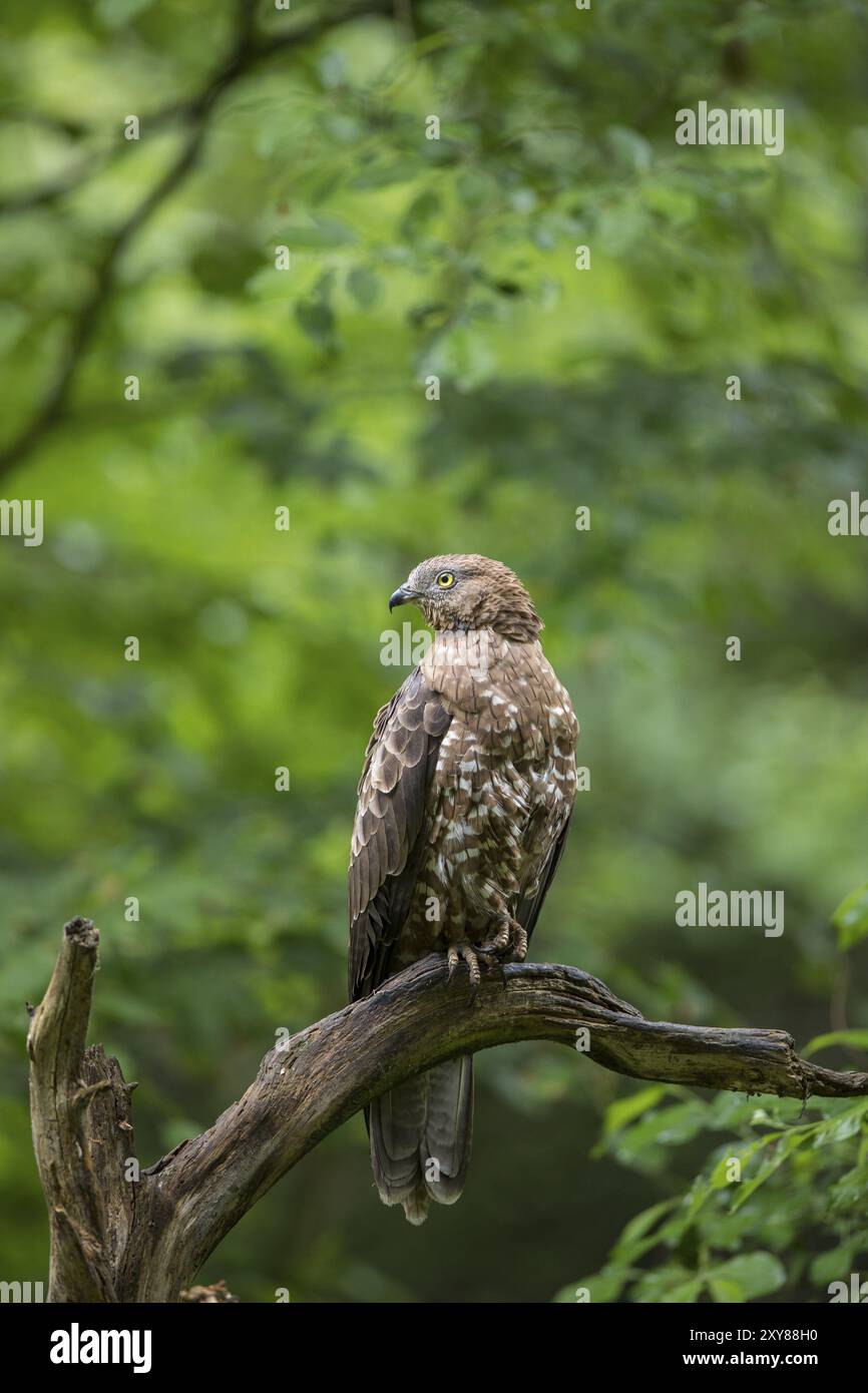Honey buzzard, female, European honey buzzard, female, Pernis apivorus ...