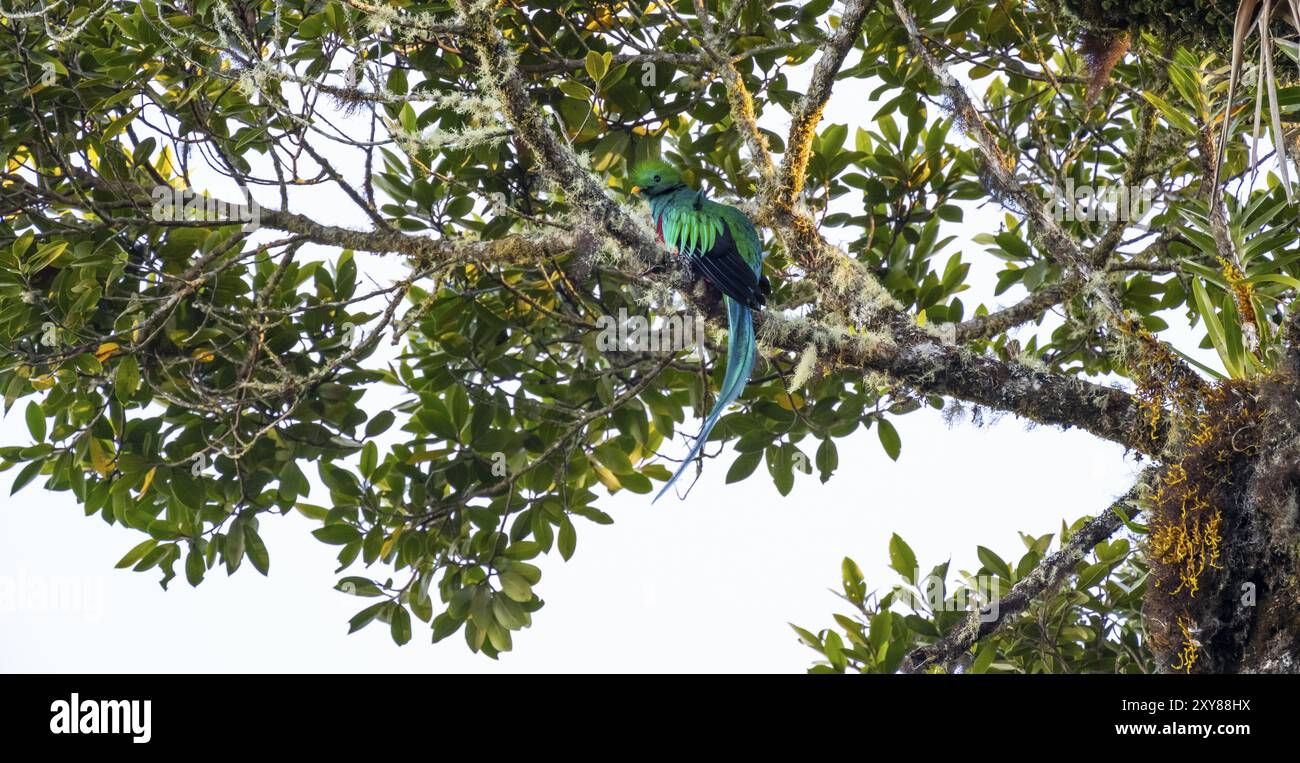 Resplendent quetzals (Pharomachrus mocinno) sitting on a tree in the ...