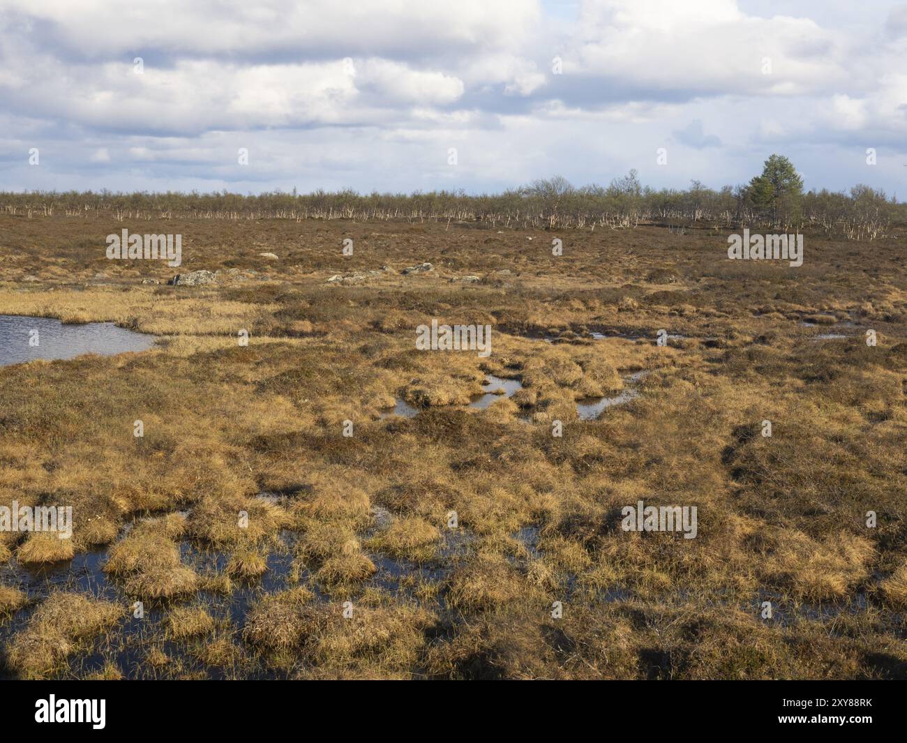 Marsh landscape with Hairy Birch (Betula pubescens) and Pine trees ...