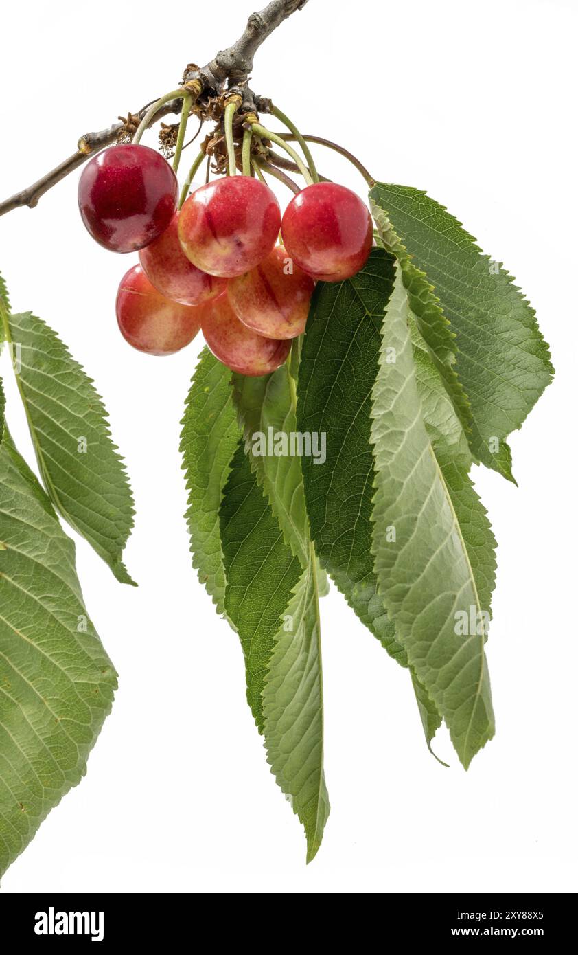 Red cherries hanging on a branch with leaves cropped on white Stock ...