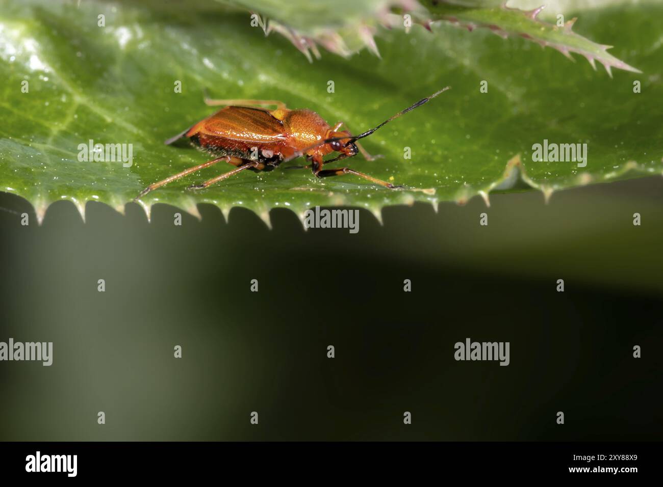 Side view of a small red beetle on a leaf in front of a blurred green ...