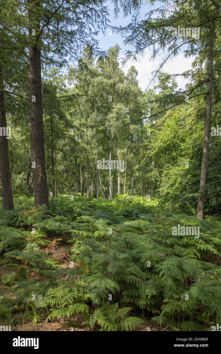 German moor forest landscape with ferns, grass and deciduous trees as a ...