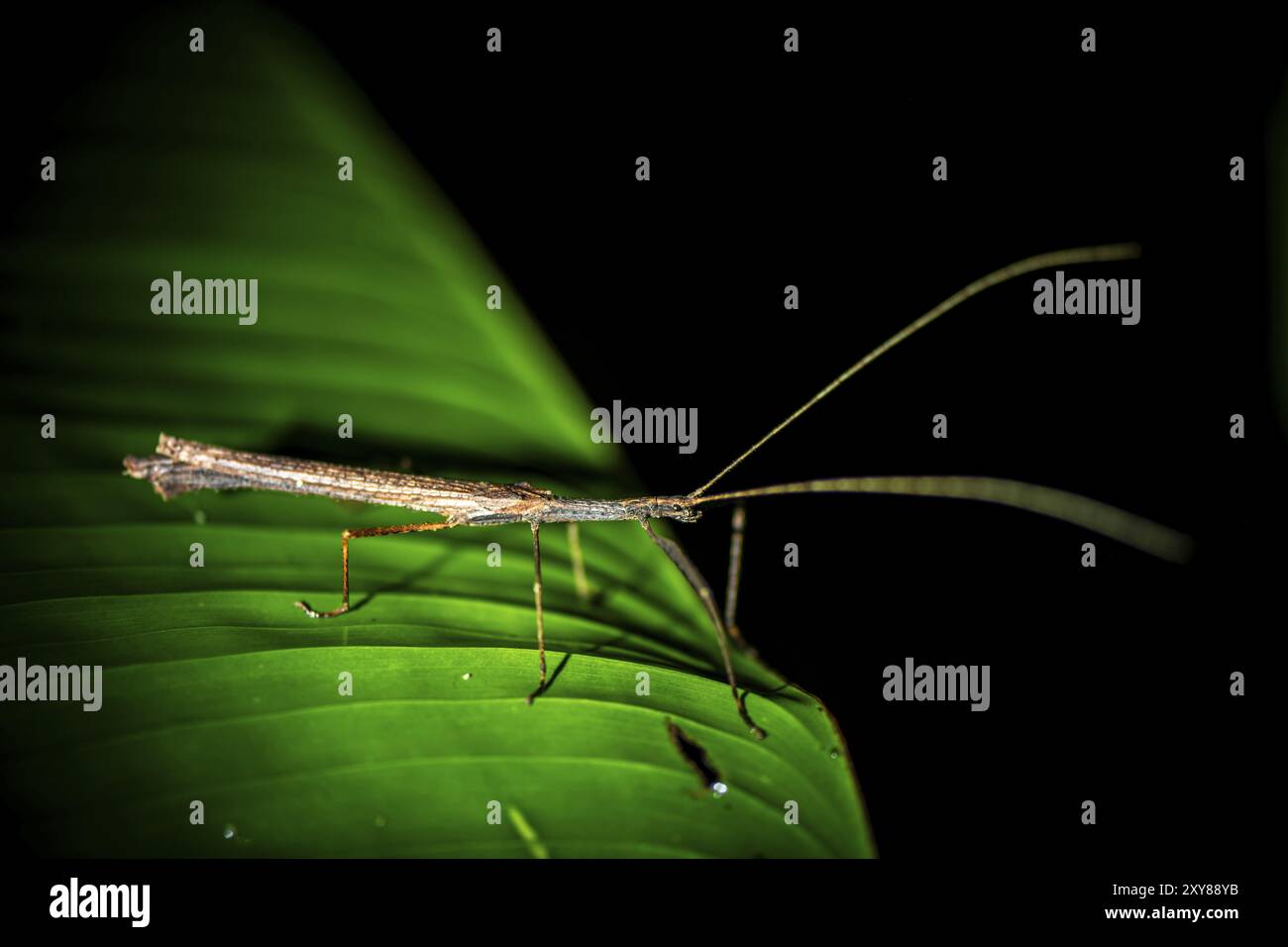 Stick insect (Phasmatodea) sitting on a leaf, at night in the tropical ...
