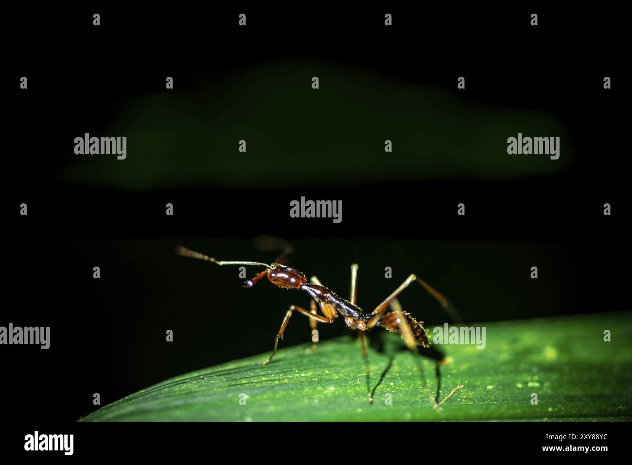 Snapping pine ant (Odontomachus sp.1) sitting on a leaf at night, at ...
