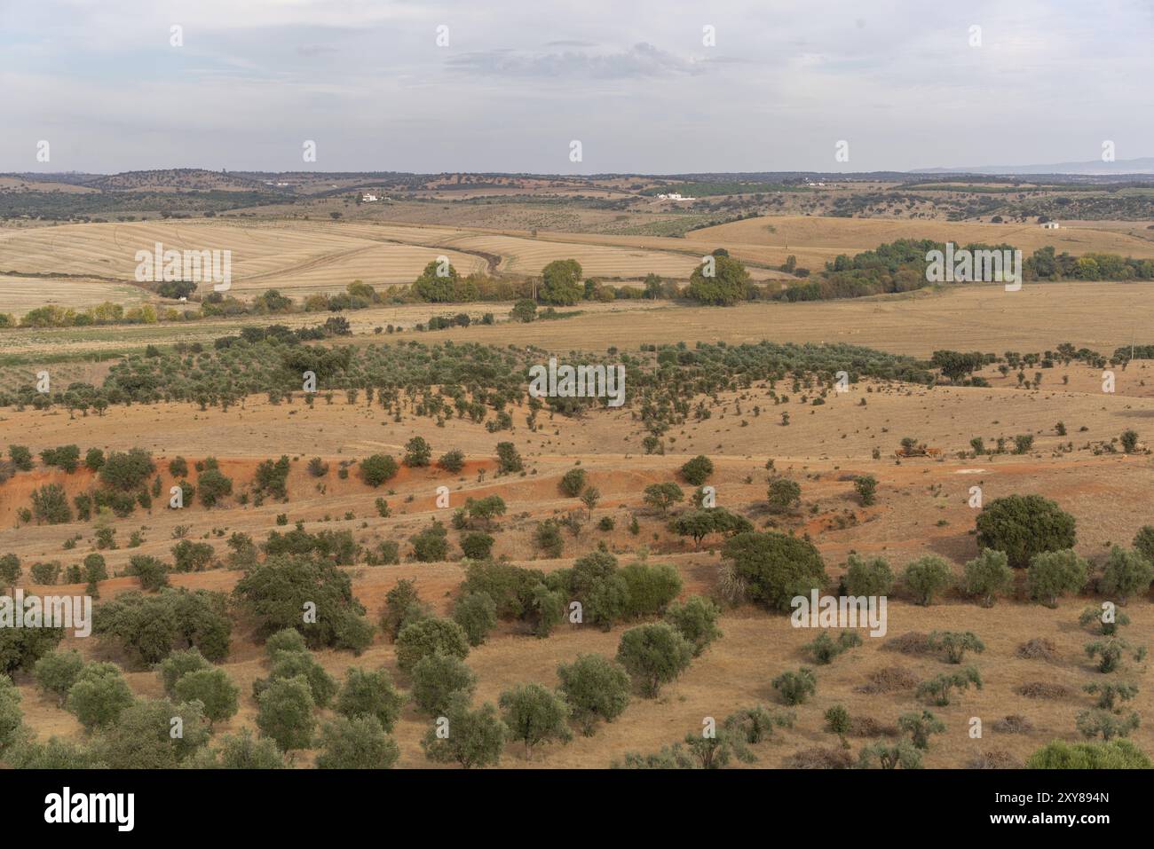 Alentejo beautiful green and brown landscape with olive and cork trees ...