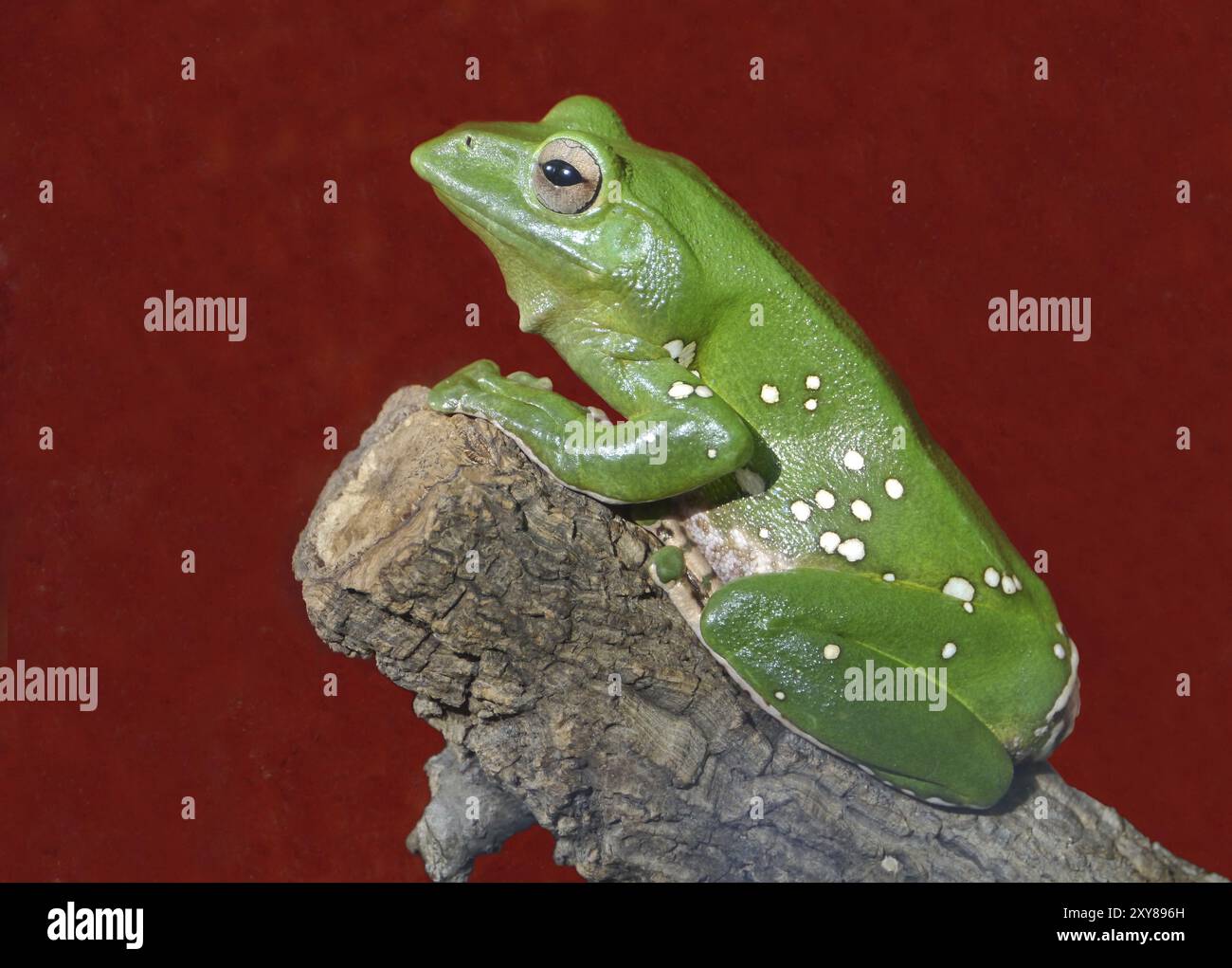 Coral-fingered tree frog Stock Photo - Alamy