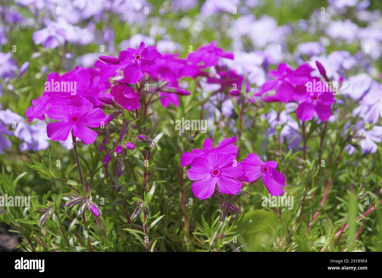 The exterior moss rose hi-res stock photography and images - Alamy