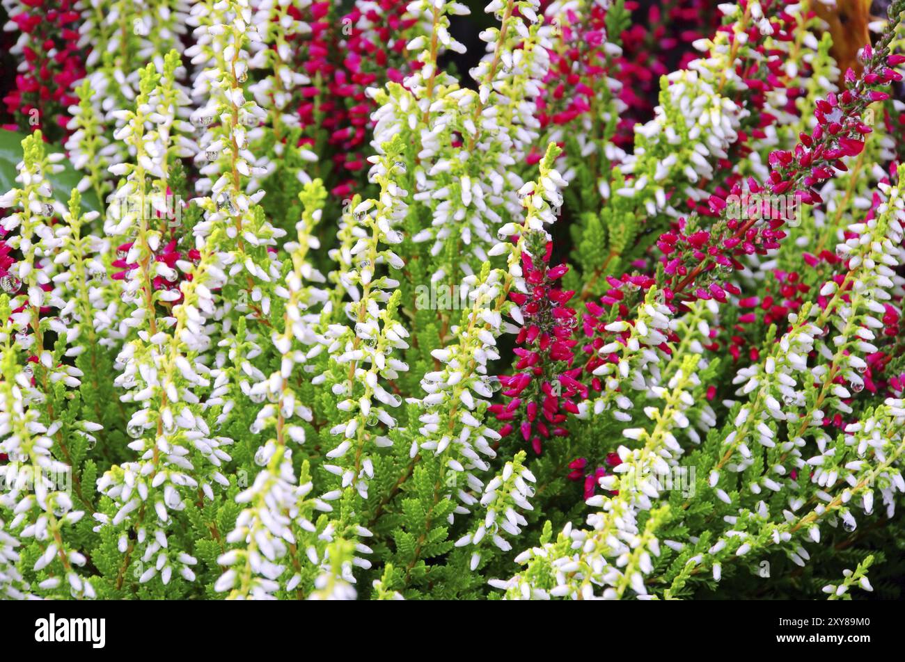 Heather rock garden hi-res stock photography and images - Alamy