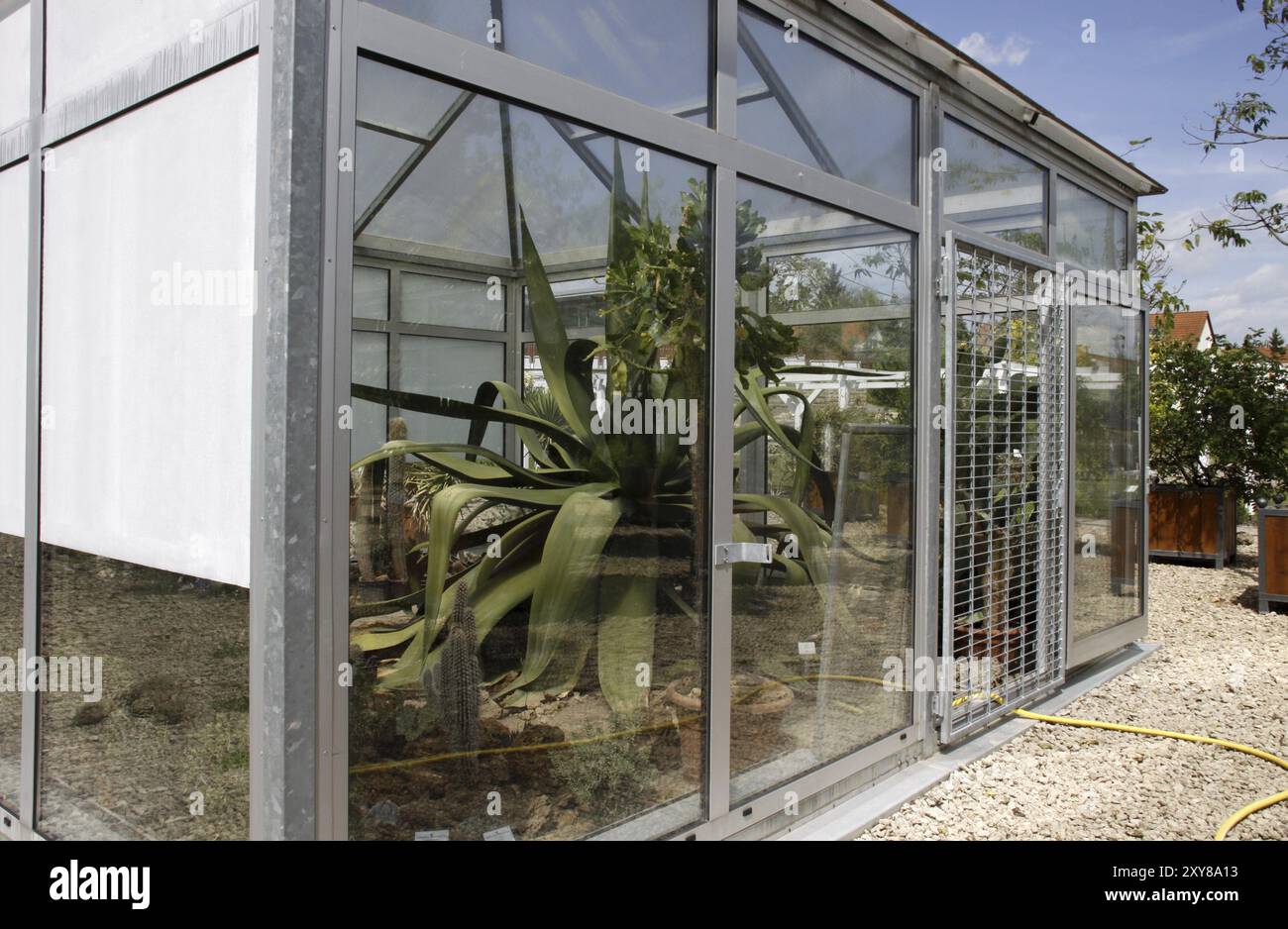 Agave longissima in a greenhouse Stock Photo - Alamy