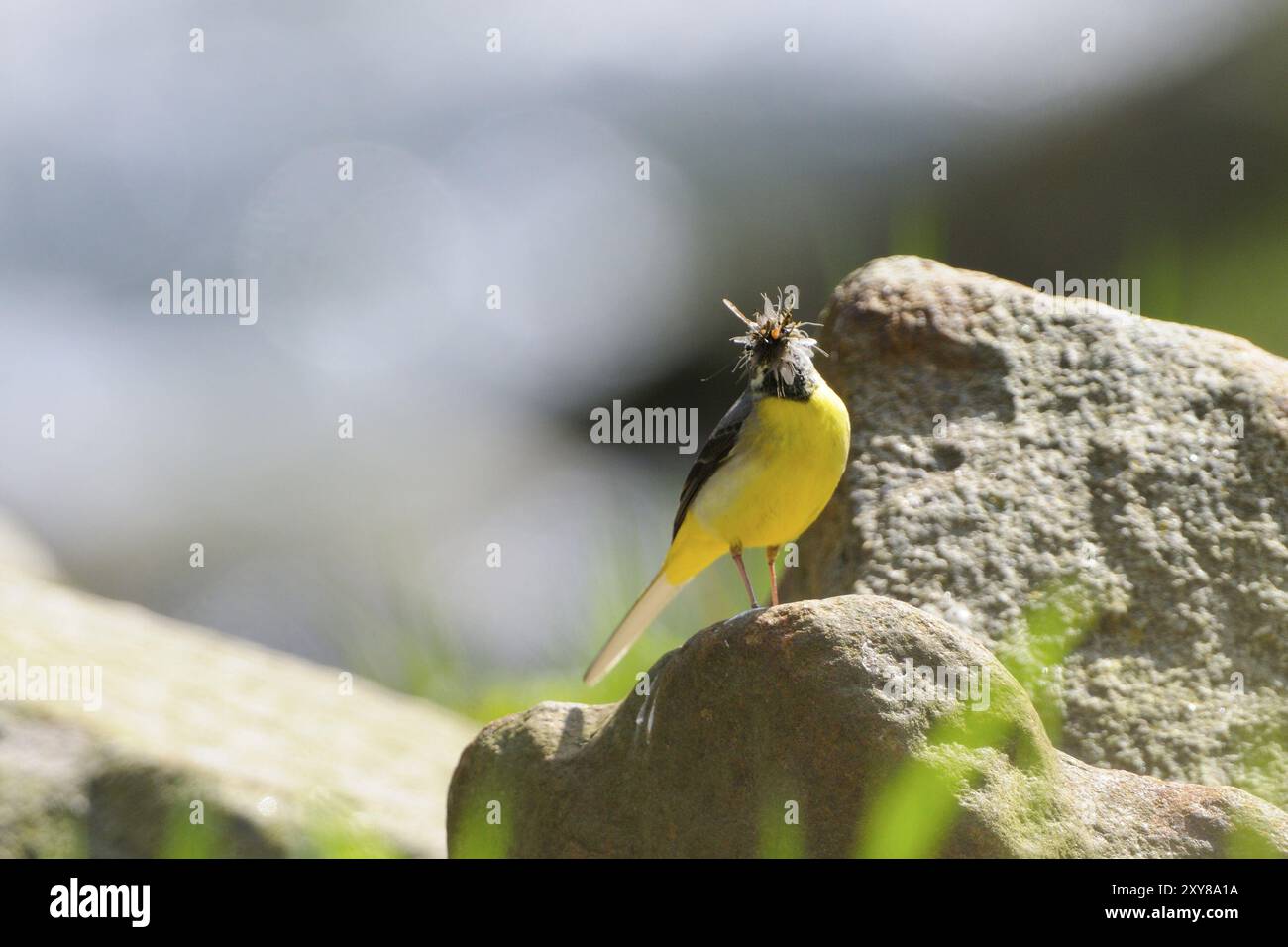 Grey Wagtail, male, with food in the beak, Motacilla cinerea, Grey ...