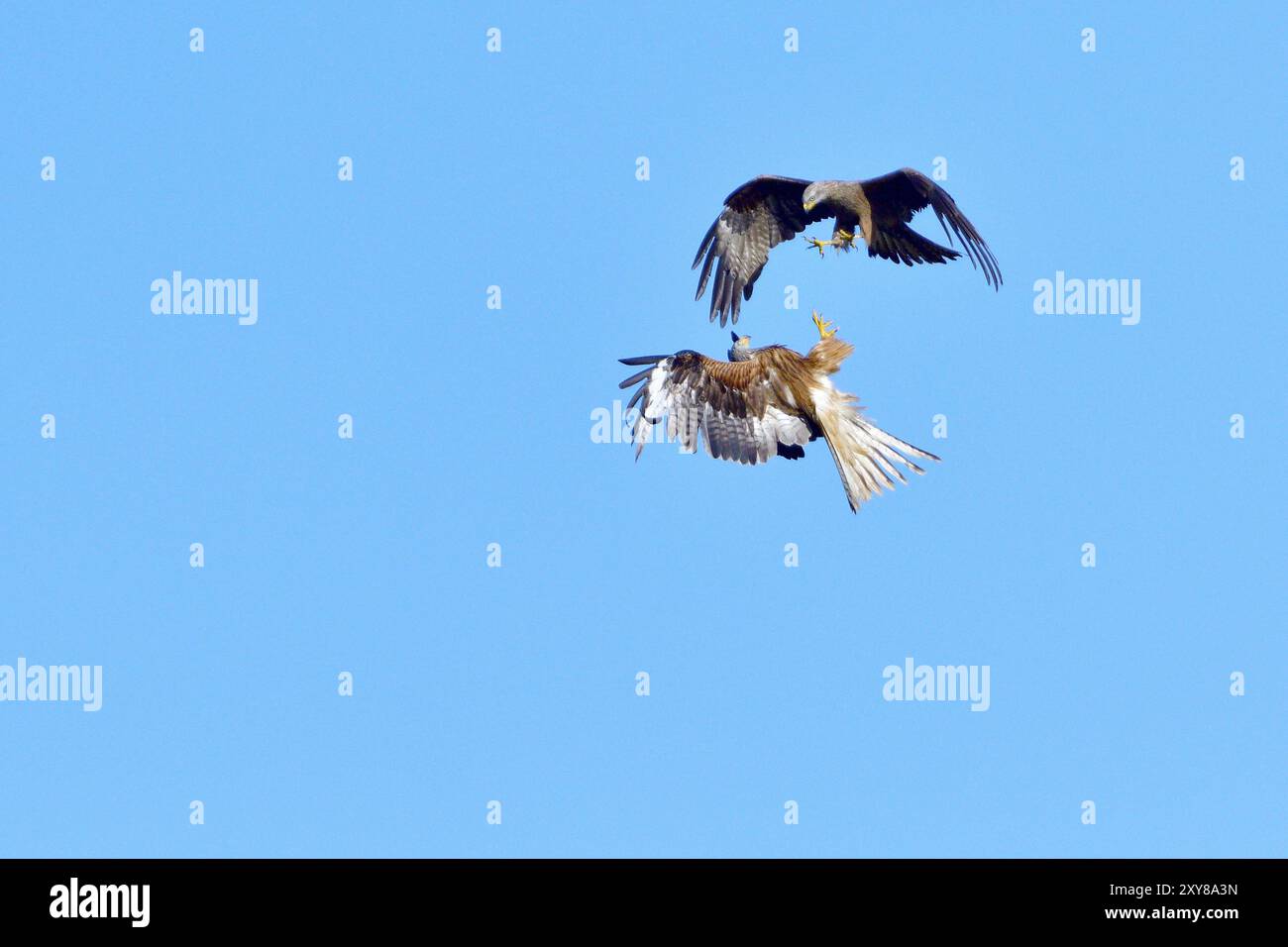 Red kite in air combat with a black kite. Black kite and red kite in ...