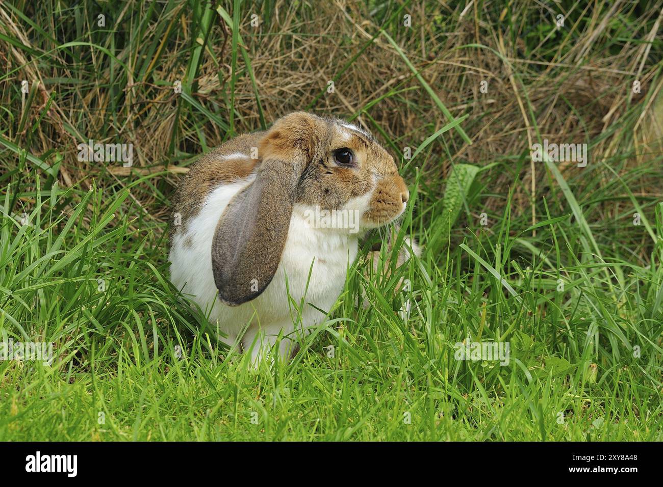 Big eared sheep hi-res stock photography and images - Alamy