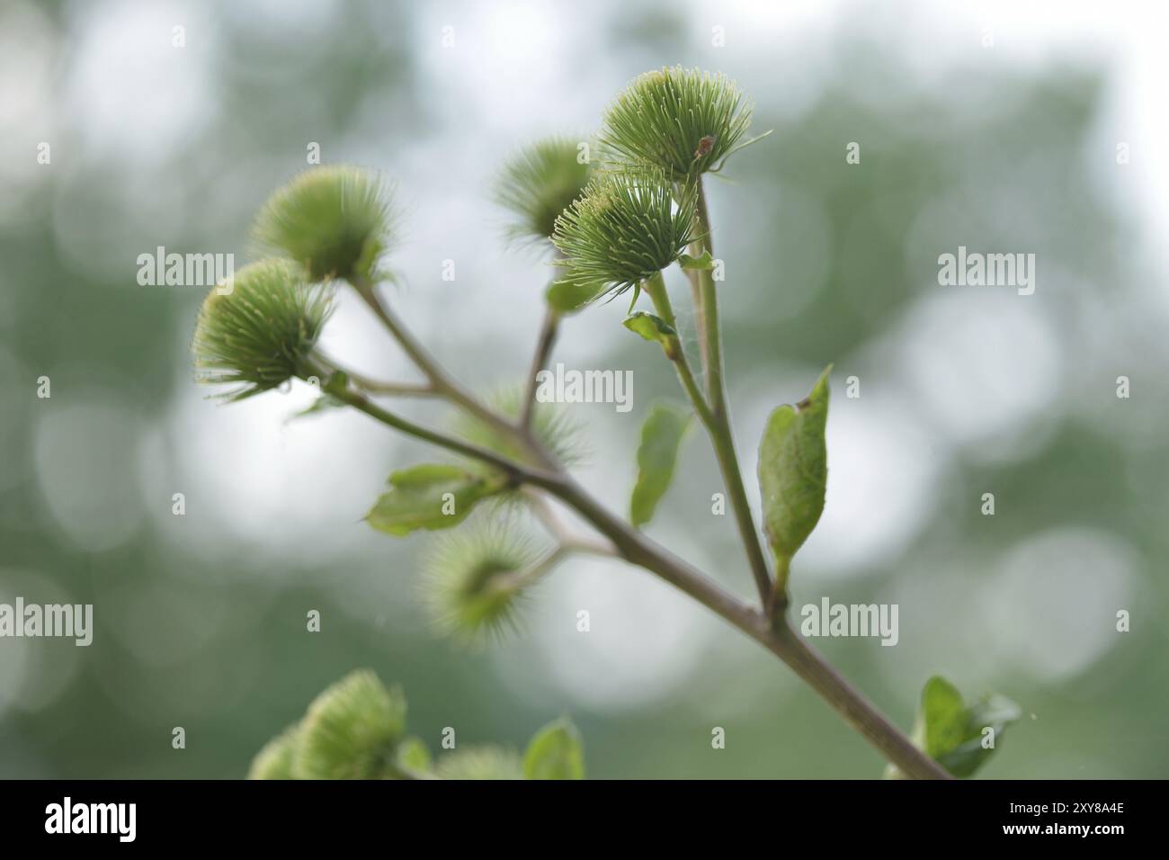 Arctium fruit hi-res stock photography and images - Alamy