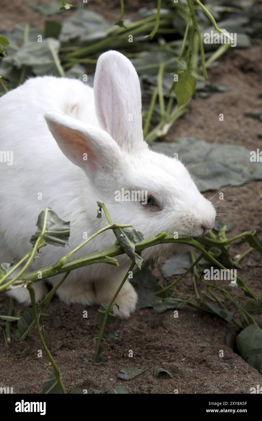 Cuddly rabbit childs toy hi-res stock photography and images - Alamy