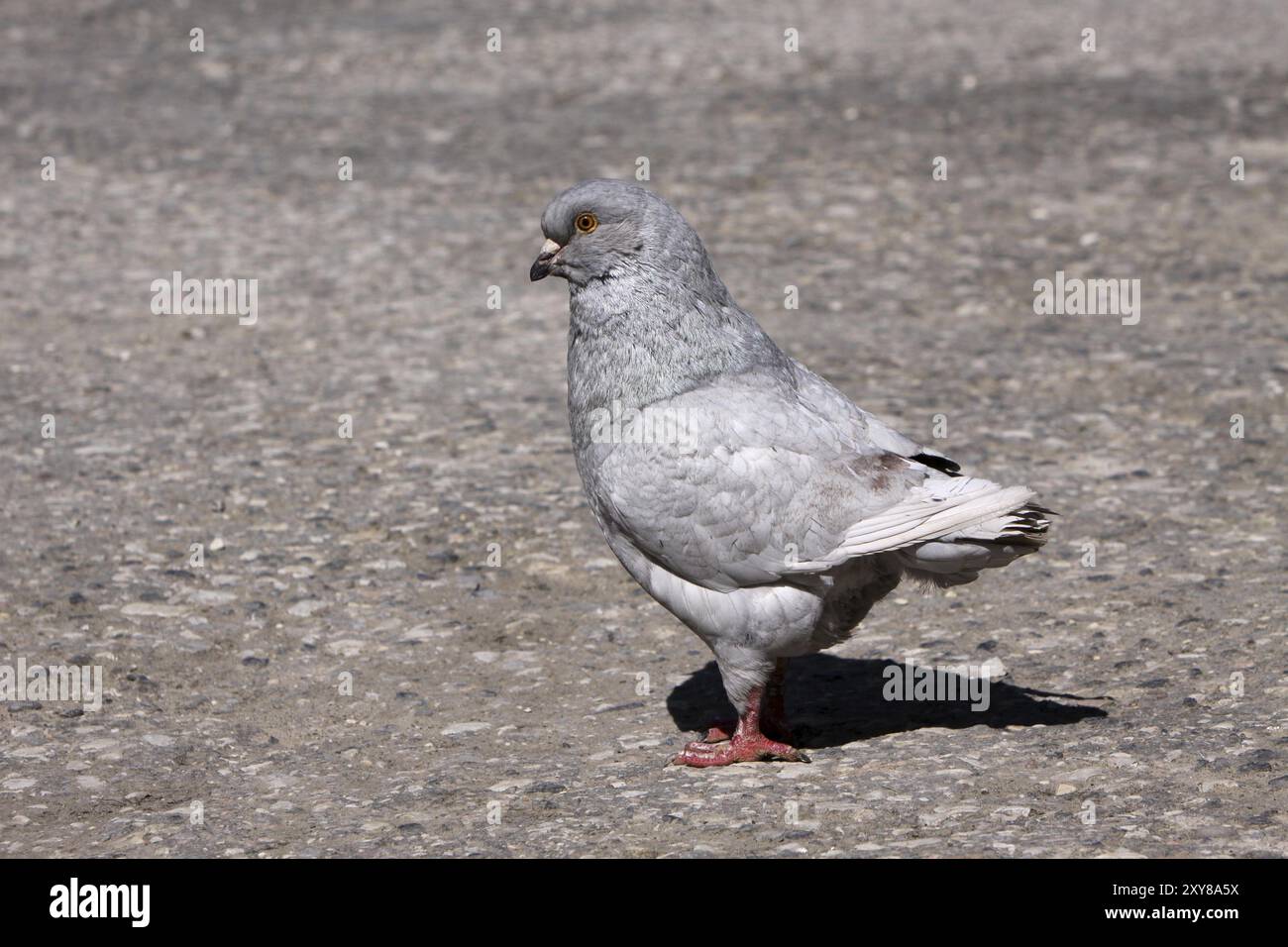 Overweight pigeon hi-res stock photography and images - Alamy