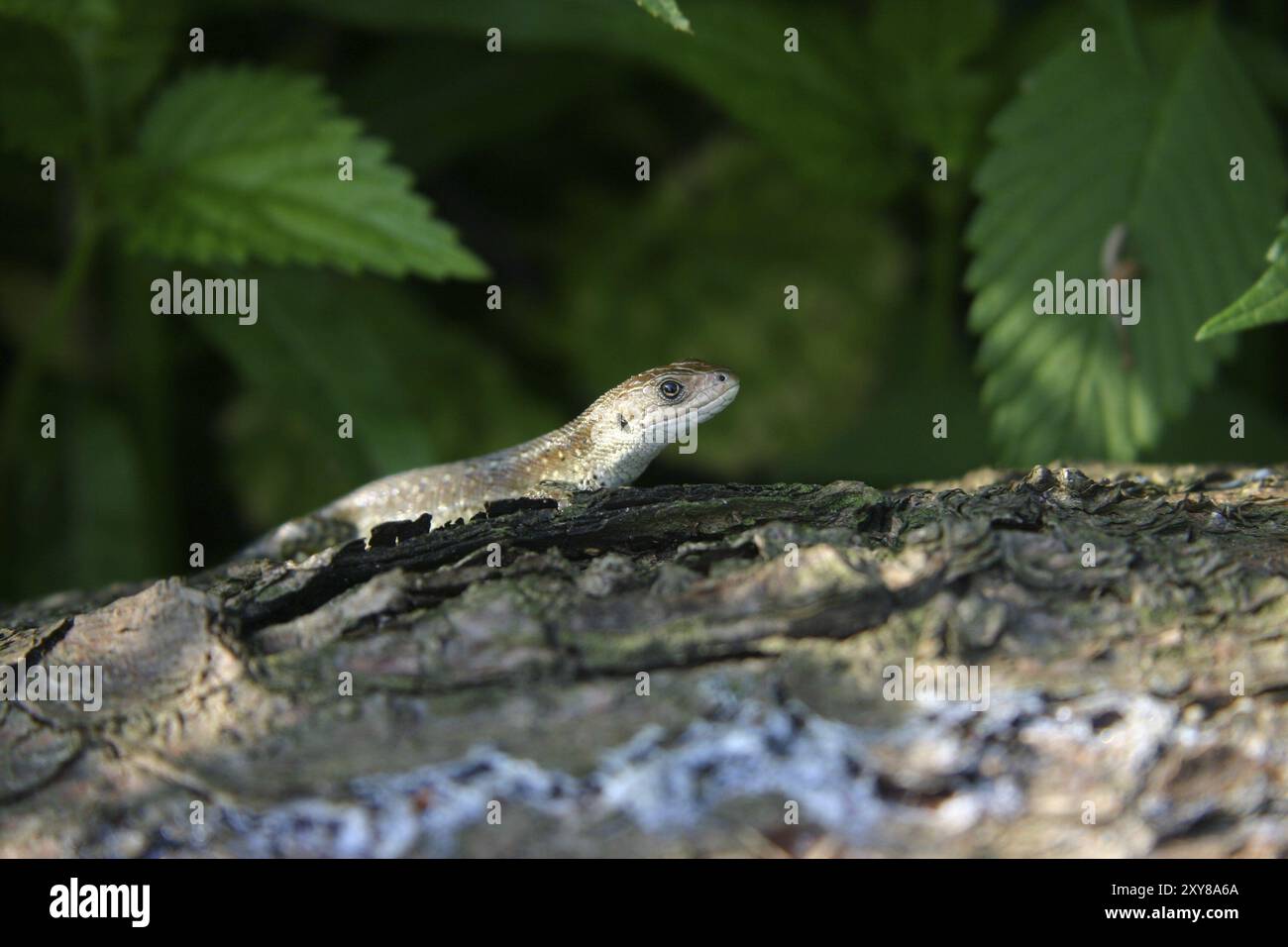 Lizard sunbathing on log hi-res stock photography and images - Alamy
