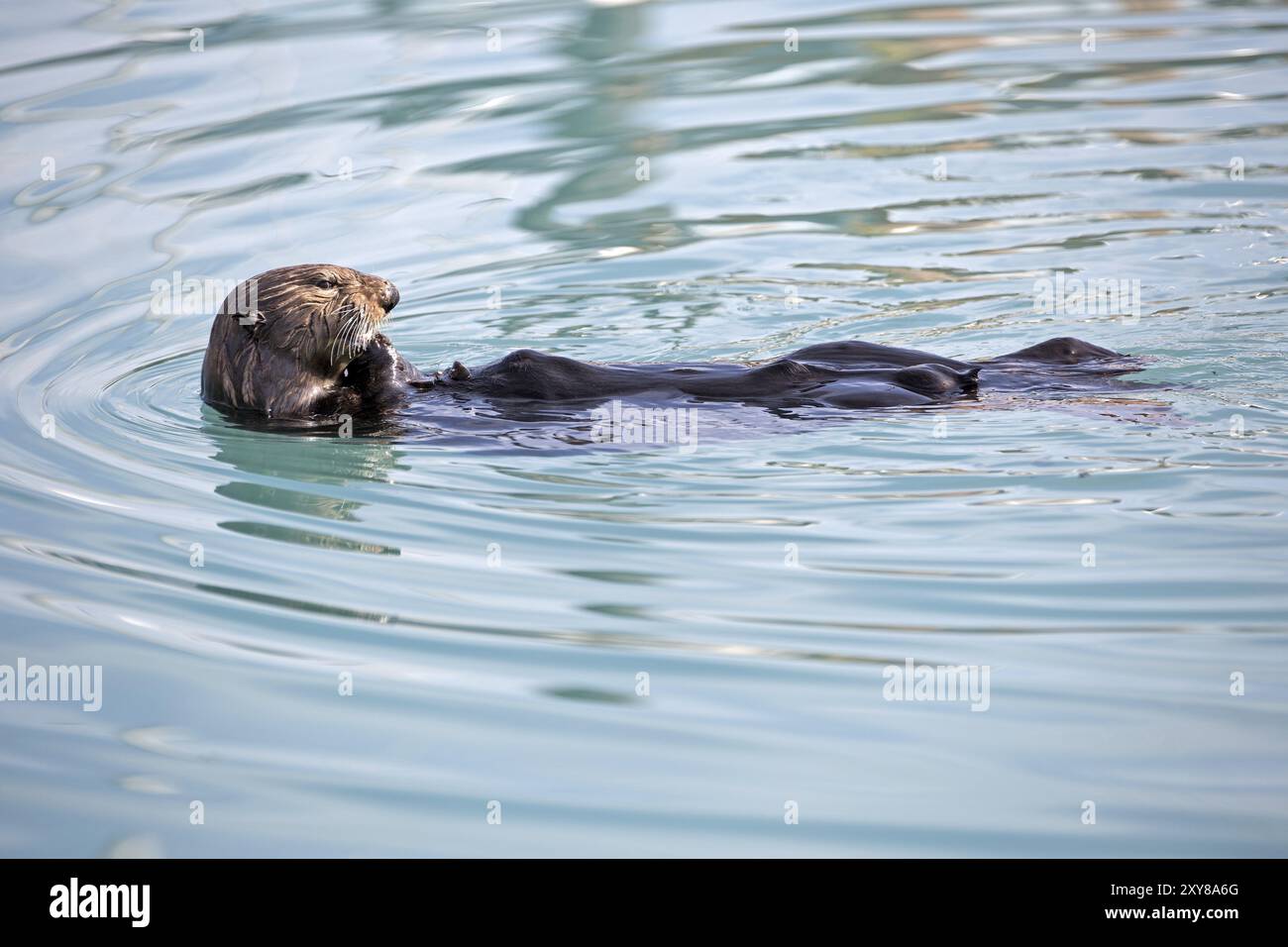 North american otter habitat hi-res stock photography and images - Alamy