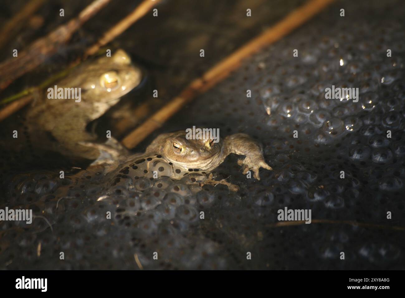 The lumps of frog spawn come from grass frogs, but the two frogs in the ...