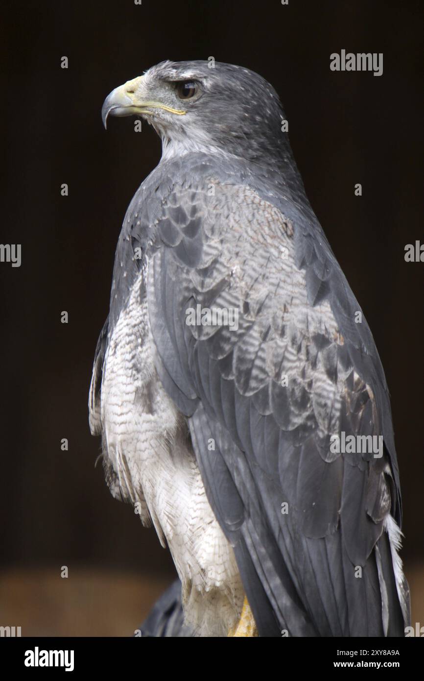 Aguja eagle hi-res stock photography and images - Alamy