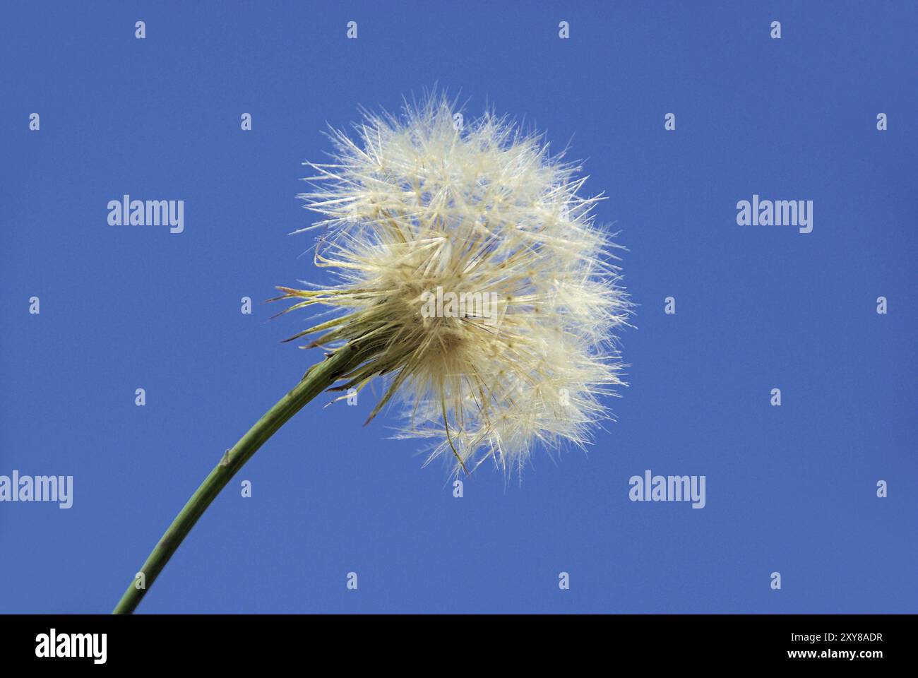 Western goats beard hi-res stock photography and images - Alamy