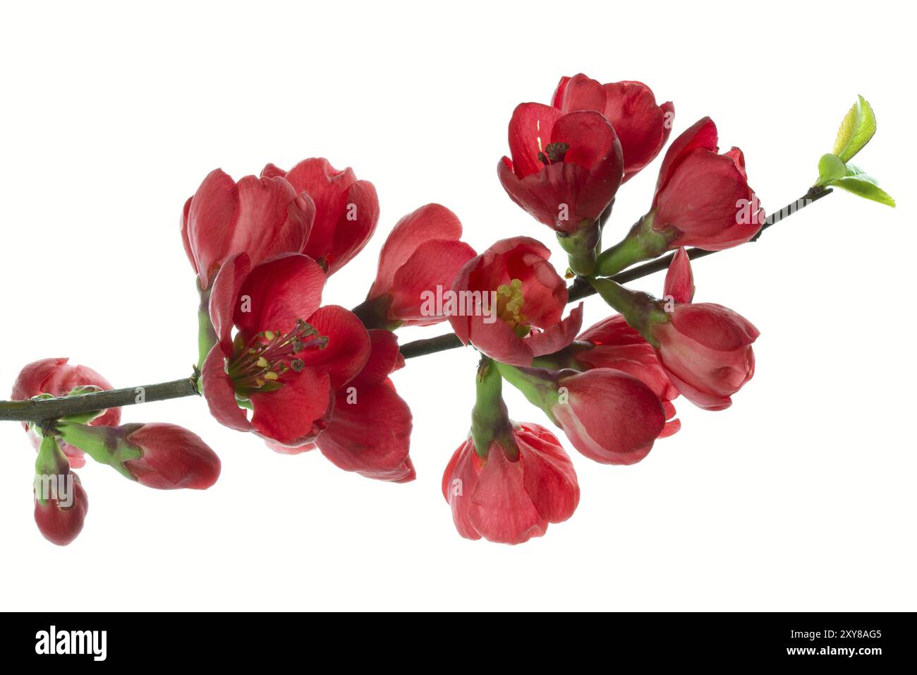 Ornamental quince, close-up Stock Photo - Alamy