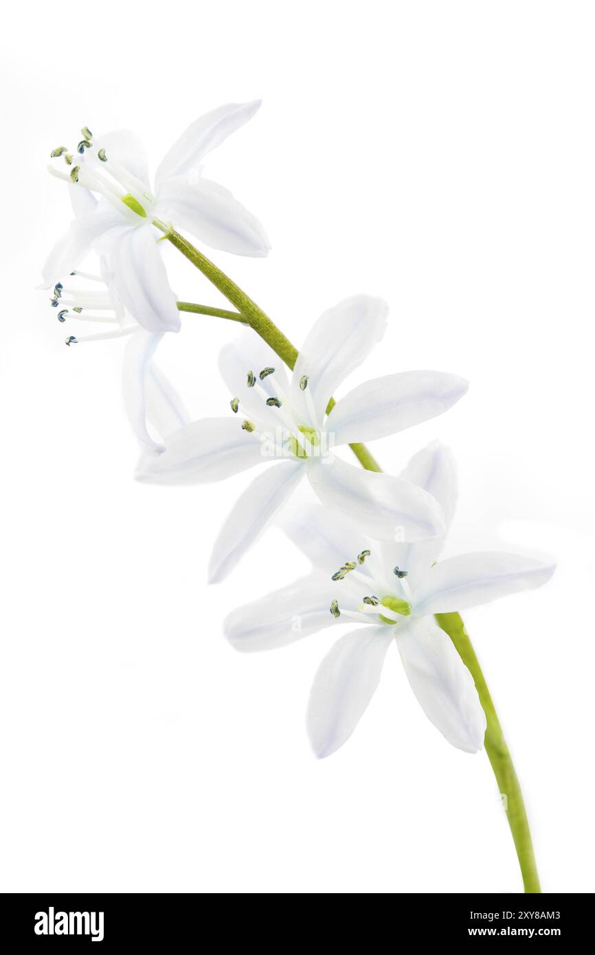 Close up image early Cut Out Stock Images & Pictures - Alamy