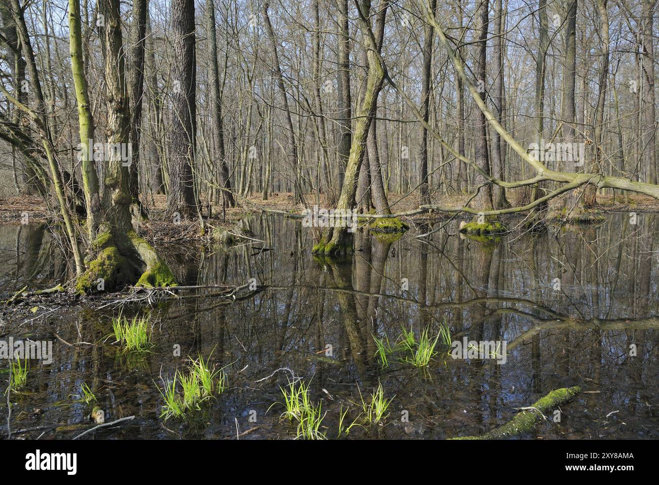 Nature reserve Casslauer Wiesenteiche.Sachsen, alluvial forest ...