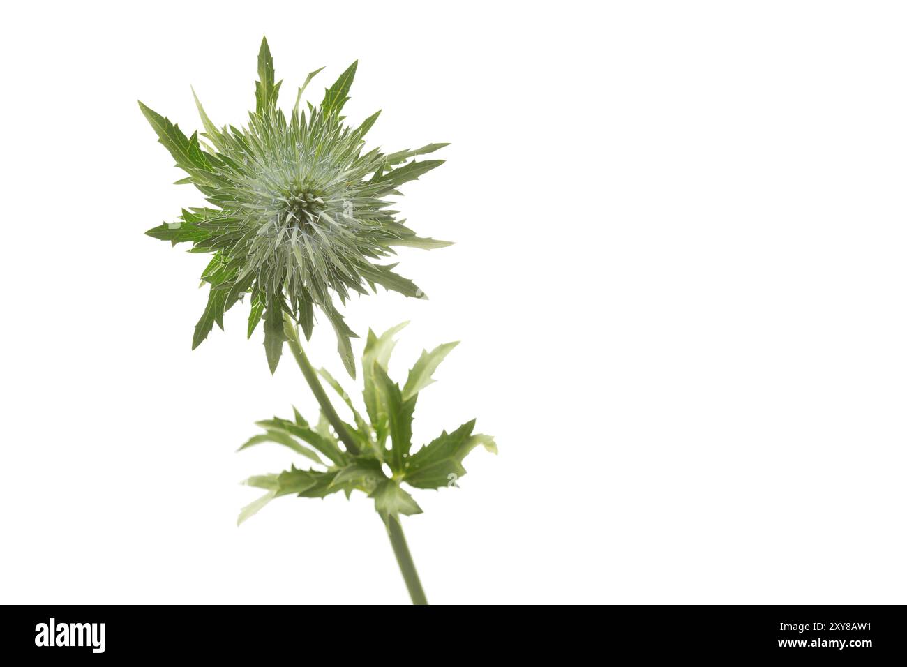 View flower shop on Cut Out Stock Images & Pictures - Alamy