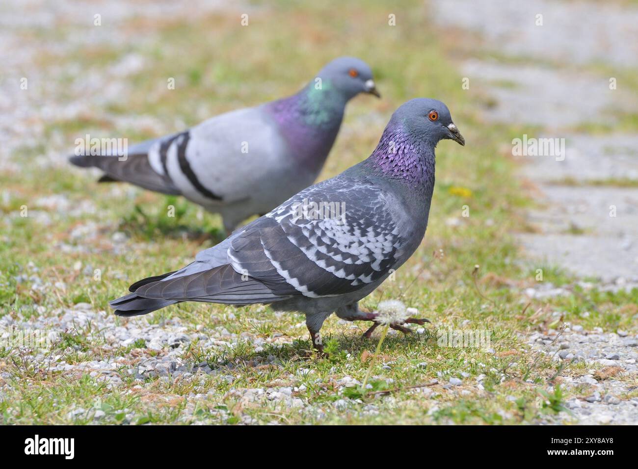 Pigeon looking sideways hi-res stock photography and images - Alamy
