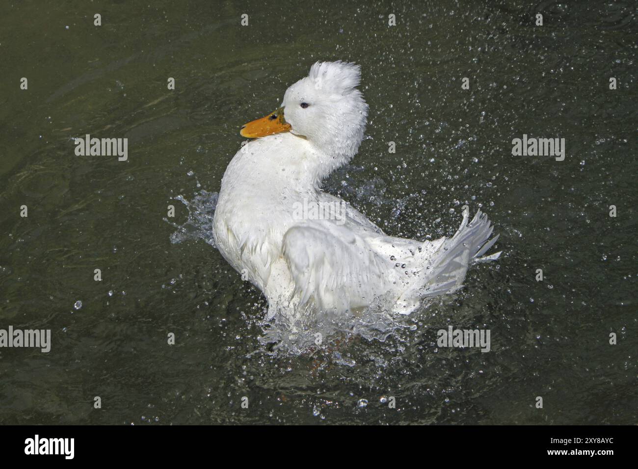 Bathing crested duck Stock Photo - Alamy