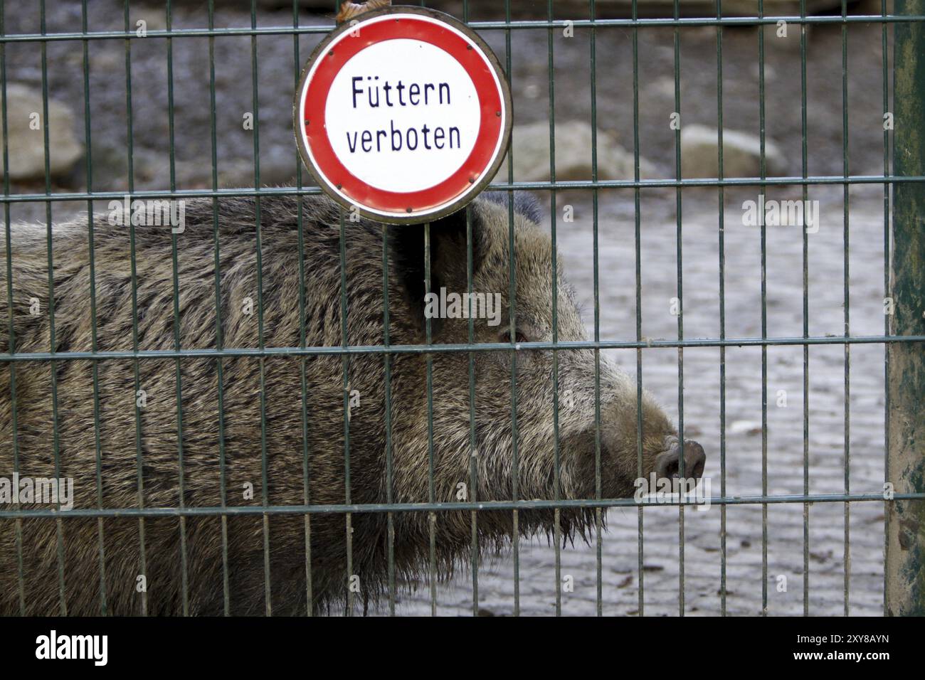 Feeding wild boar prohibited Stock Photo - Alamy