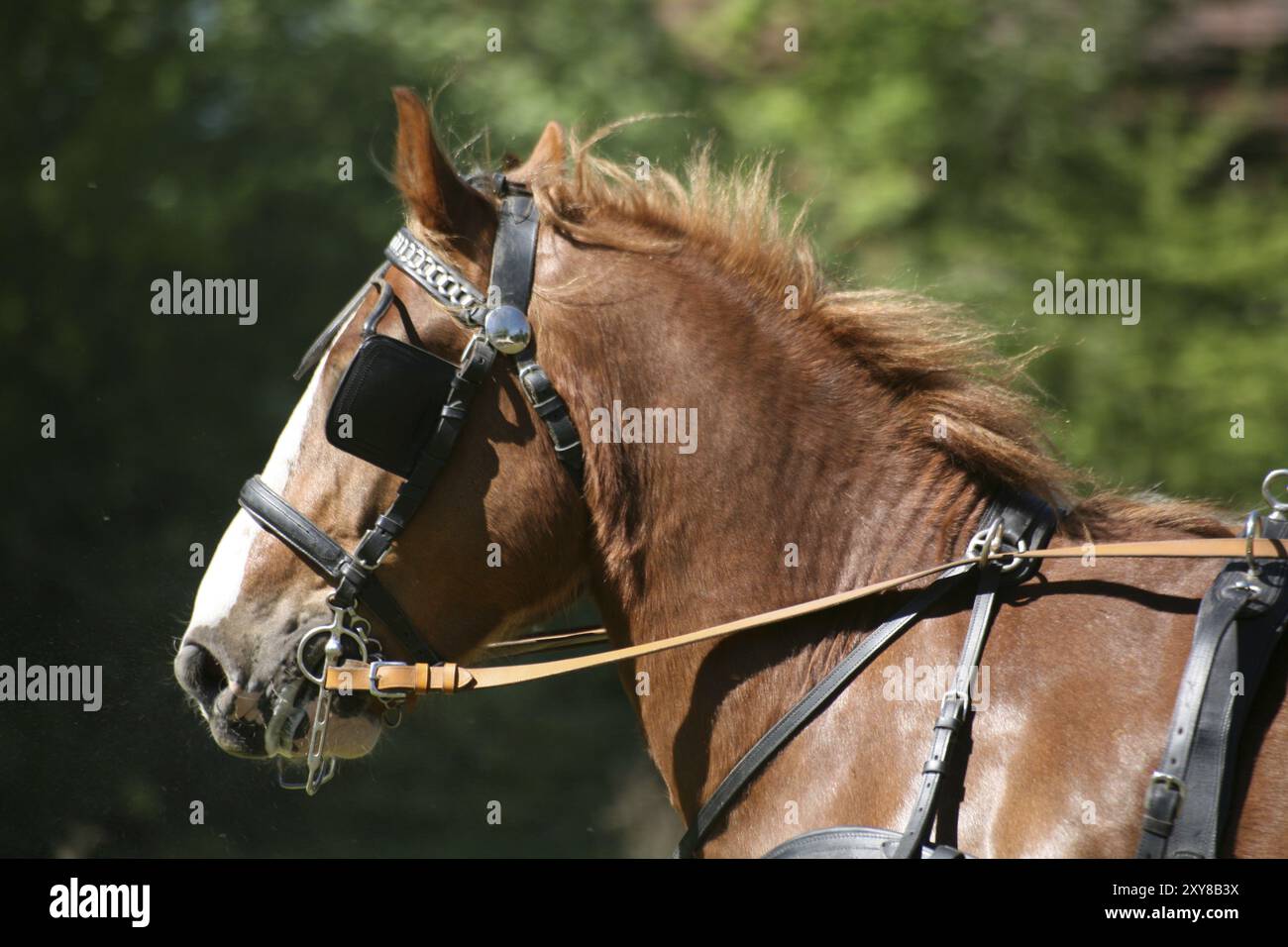 Cold-blooded horses on the reins Stock Photo - Alamy