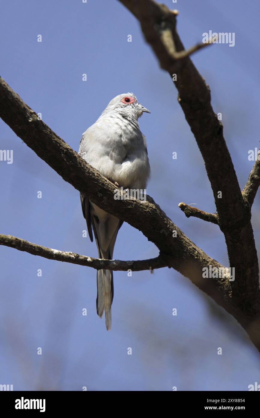 Diamond pigeon hi-res stock photography and images - Alamy
