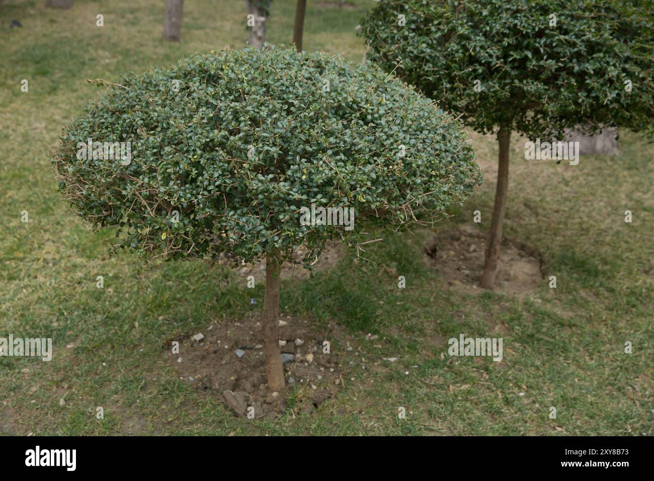 Garden design round shaped topiary hi-res stock photography and images ...