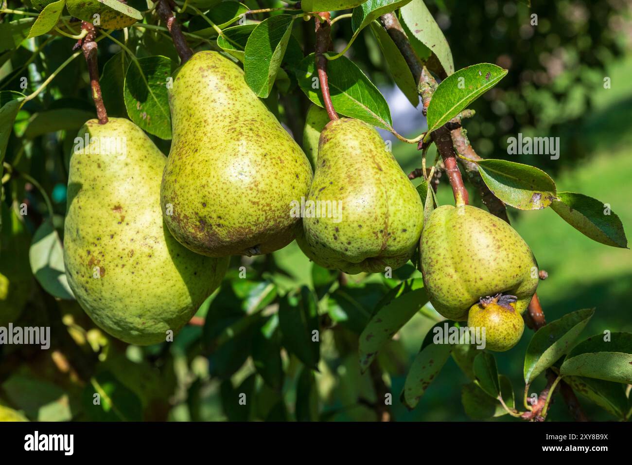 Pfaffenhofen An Der Ilm, Germany. 28th Aug, 2024. Ripe pears hanging on ...