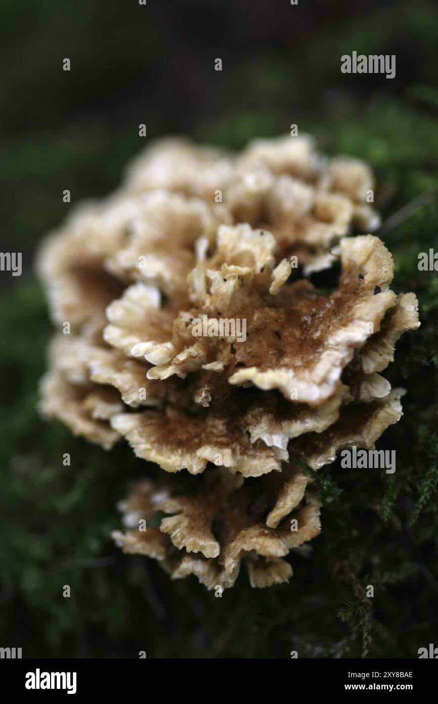 Proliferating tree fungus Stock Photo - Alamy