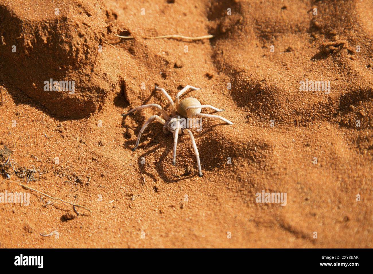 Dancing white lady spider Stock Photo - Alamy