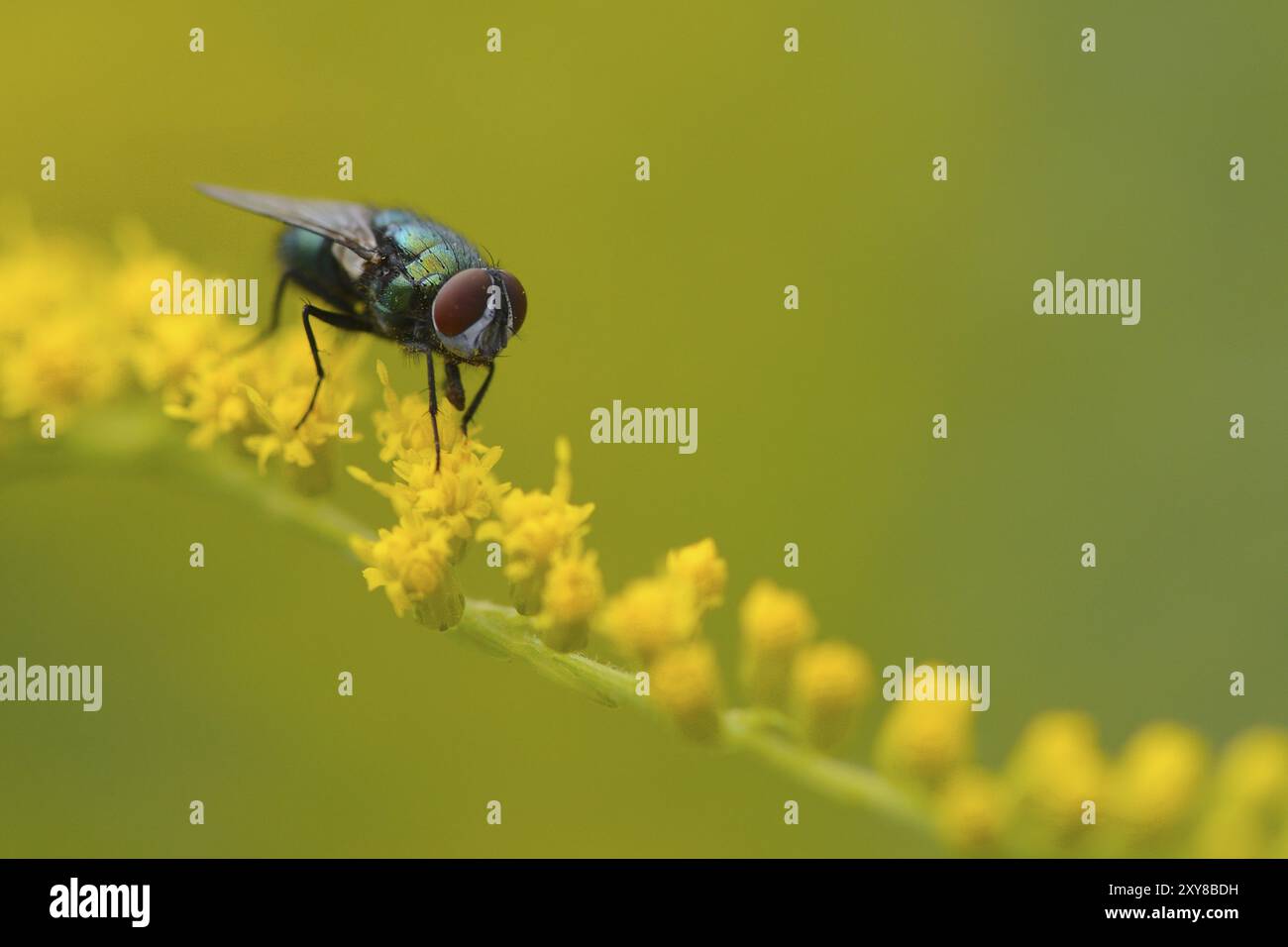 Schmeissfliege auf Goldrute. Calliphoridae, commonly known as blow ...