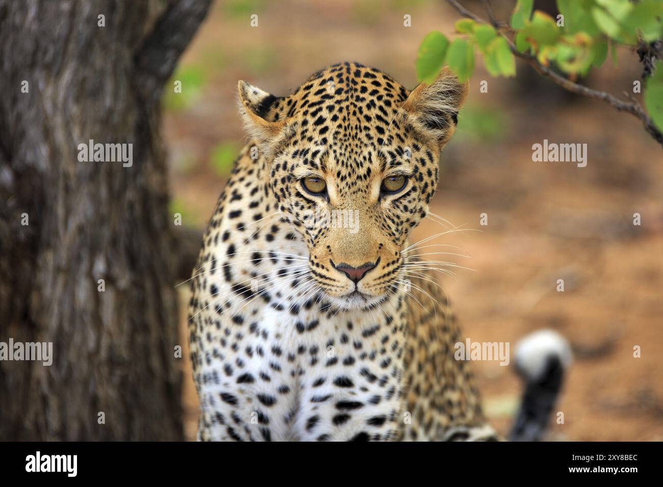 Leopard facing camera hi-res stock photography and images - Alamy