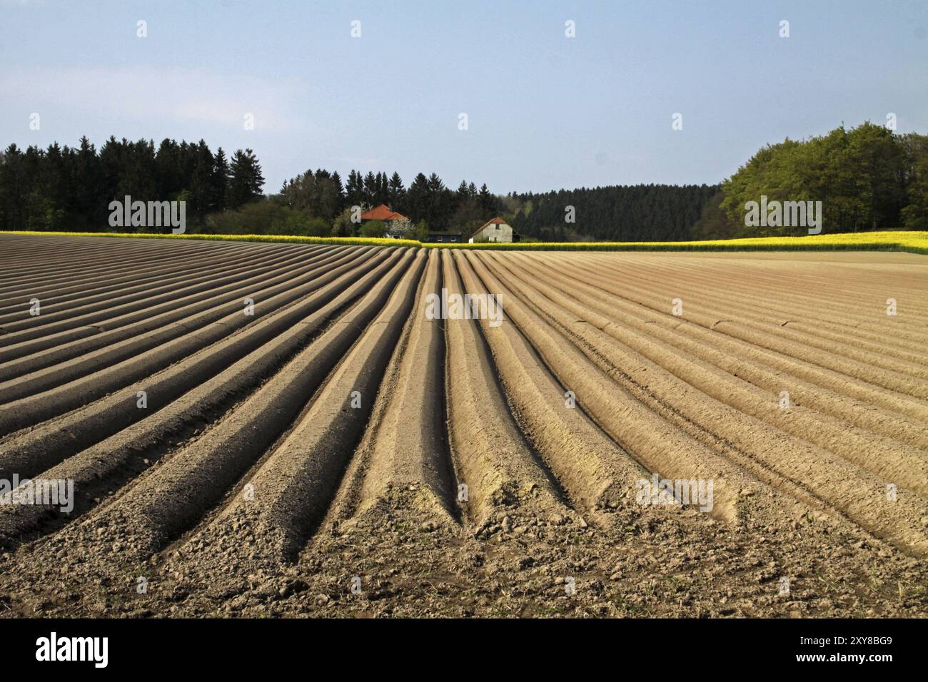 Furrows for carrot cultivation Stock Photo - Alamy