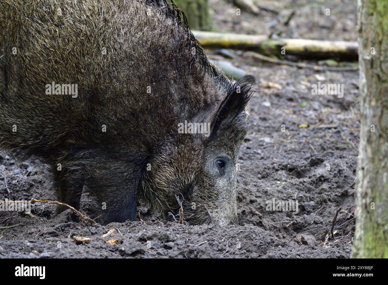 Wild boar looking for food. Wild boar digging in the forest floor Stock ...