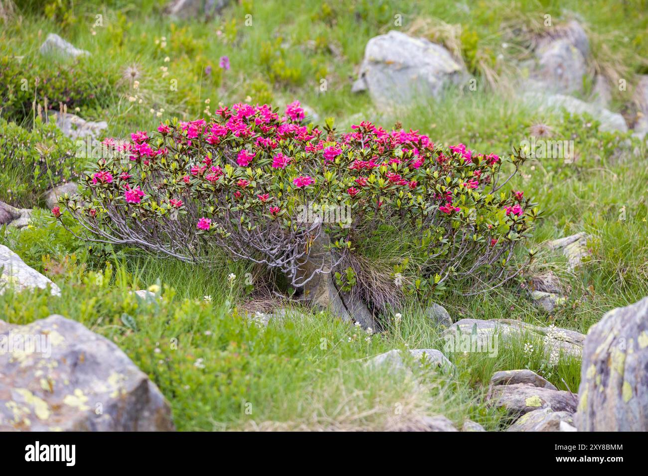 Alpine roses in the mountains hi-res stock photography and images - Alamy