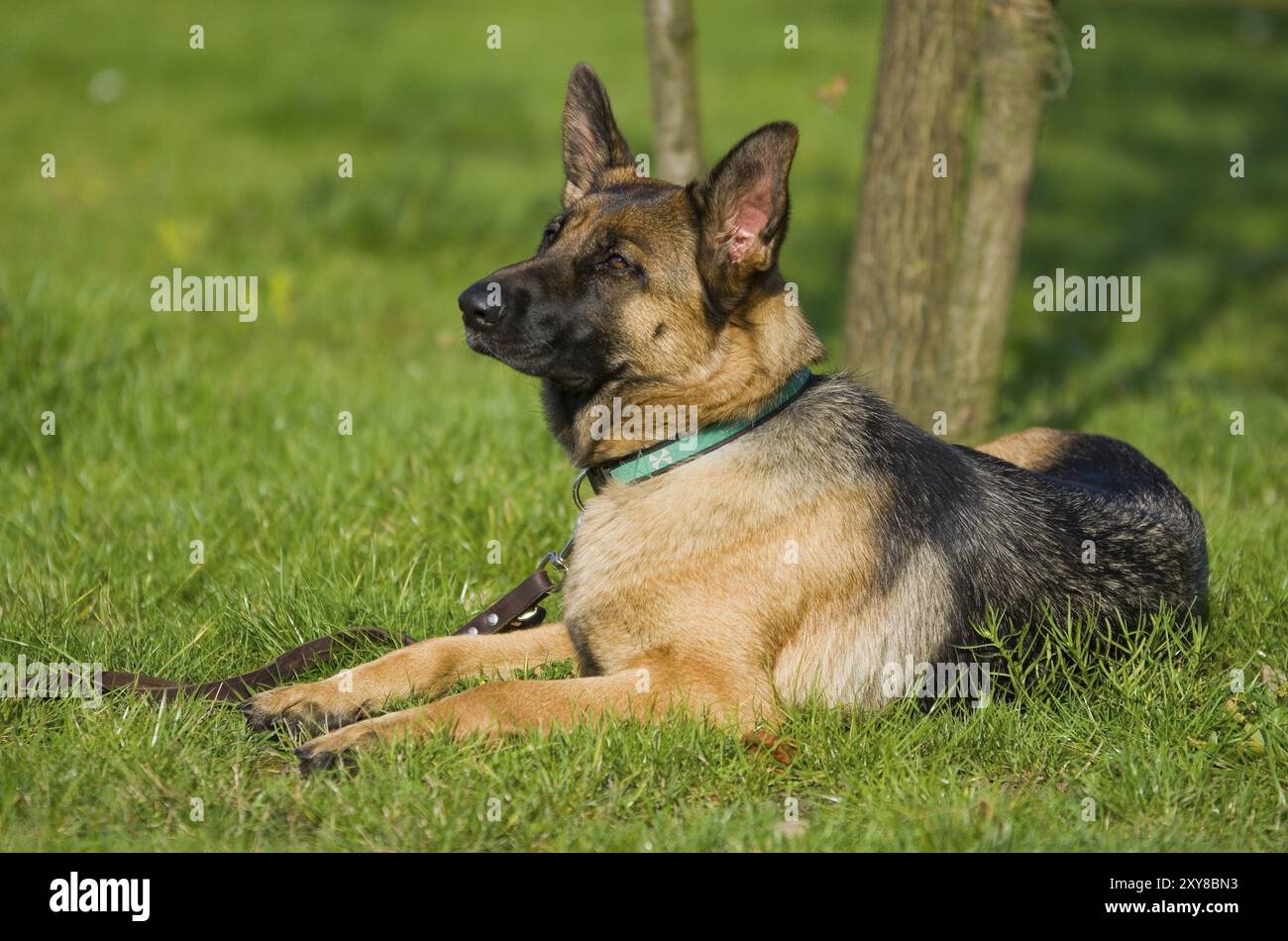 German shepherd laying in hi-res stock photography and images - Alamy