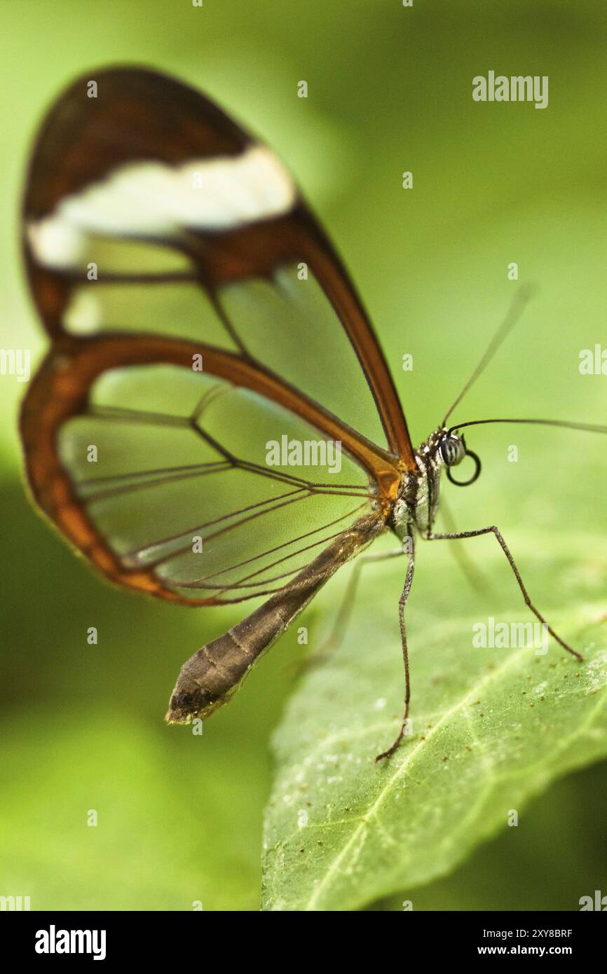 Glass winged butterfly hi-res stock photography and images - Alamy