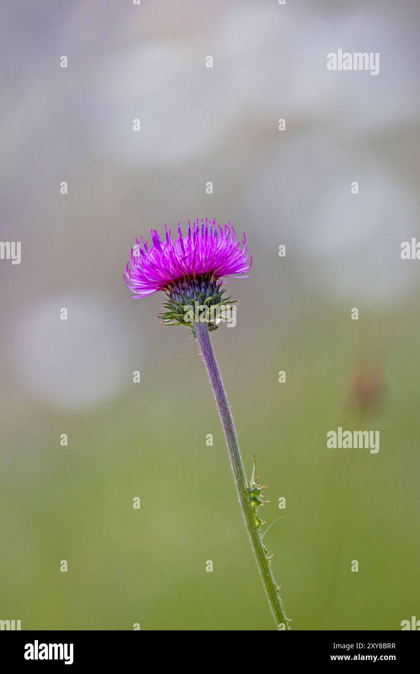 side view of a young pink milk thistle blossom against a bright blurred ...