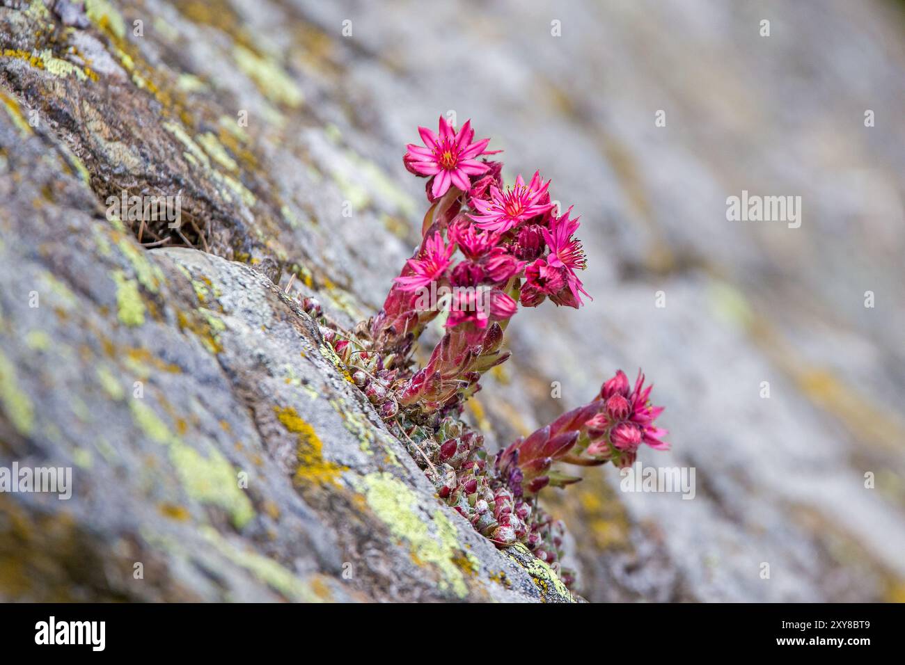 side view on pink houseleek blossoms on rocky ground in the sunlight ...