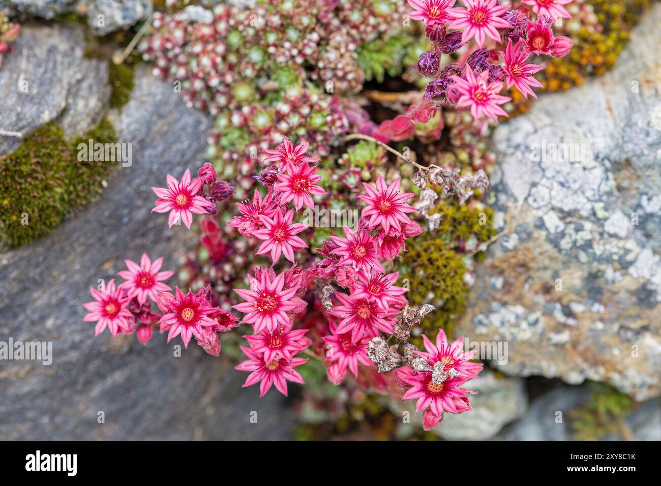top view on pink houseleek blossoms on rocky ground in the sunlight ...